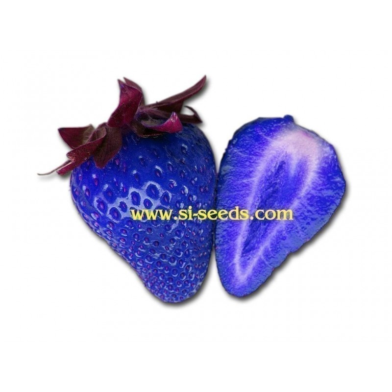 African Blue Strawberries Seeds - Price €4.50