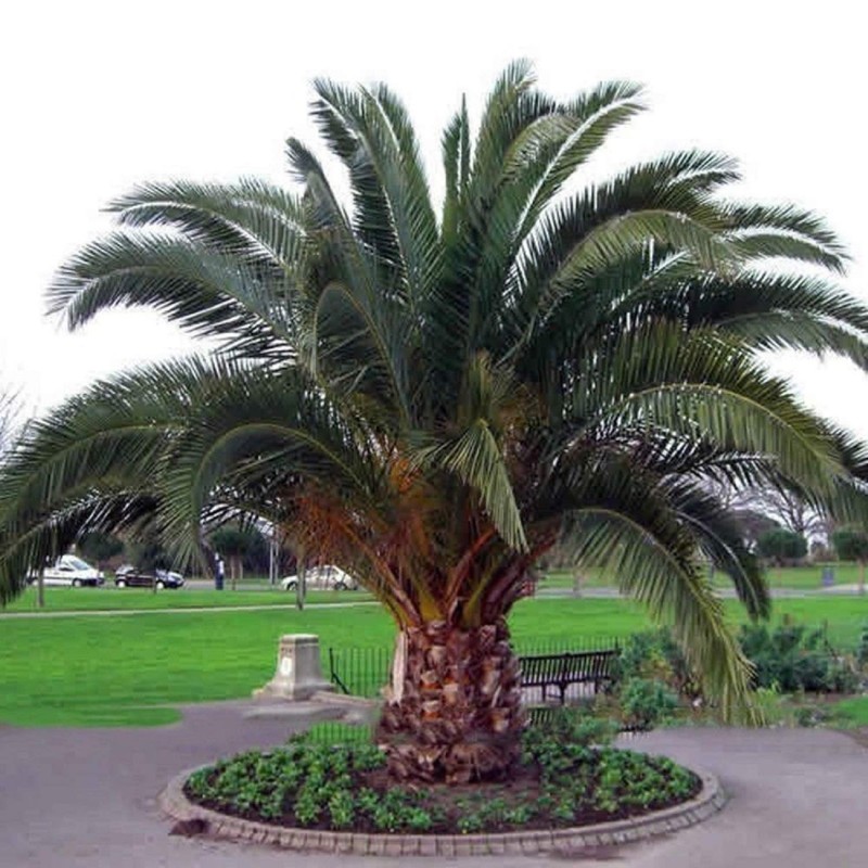 Seme Palme Kanarska datulja (Phoenix canariensis) Cena €1.95