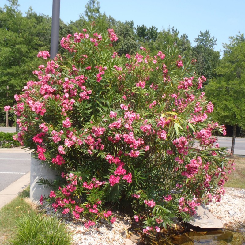 Price: €1.95 - Rose Bay - Rose Laurel Seeds (Nerium oleander)