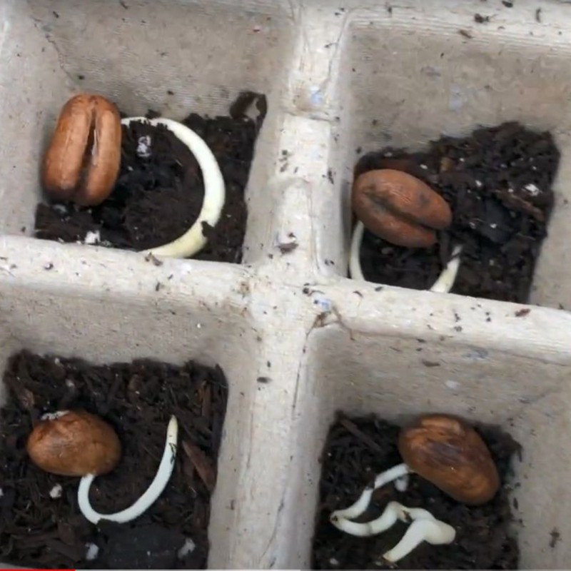 Seme Palme Kanarska datulja (Phoenix canariensis) Cena €1.95