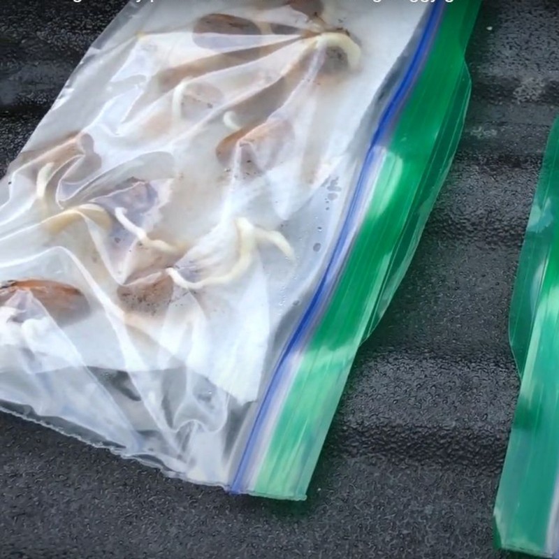 Seme Palme Kanarska datulja (Phoenix canariensis) Cena €1.95