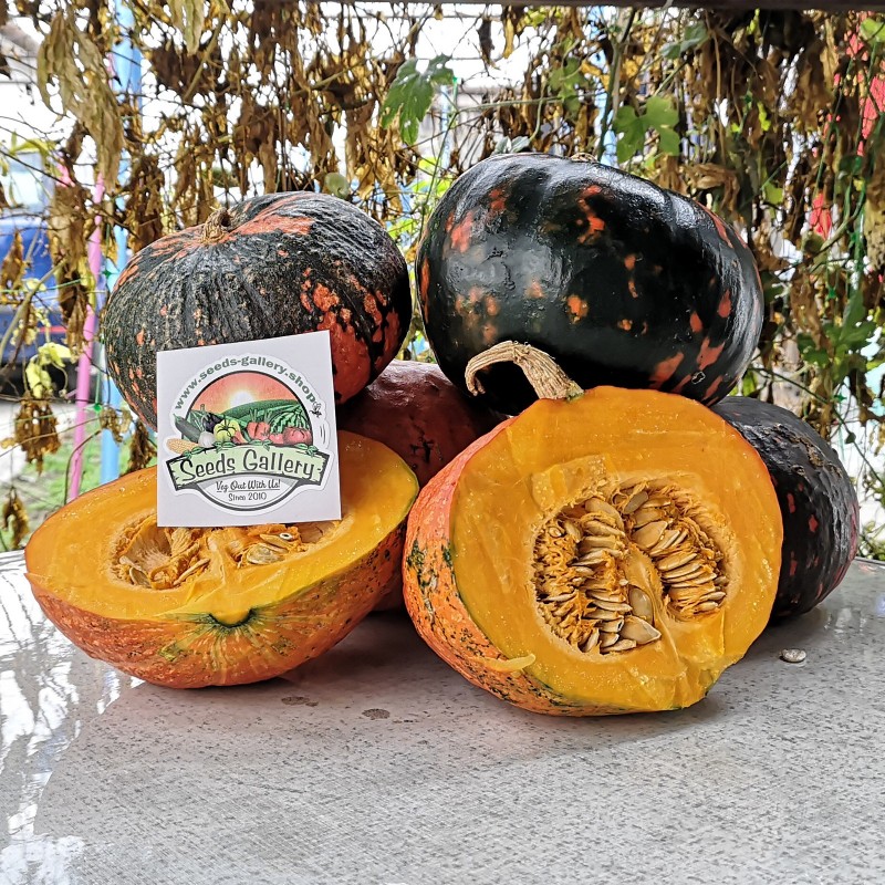 Crna Hokkaido bundeva seme - sjeme - Cena €2.45