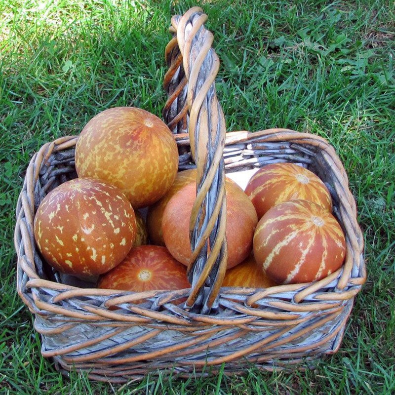 Price: €4.95 - Armenian Tigger Melon Seeds