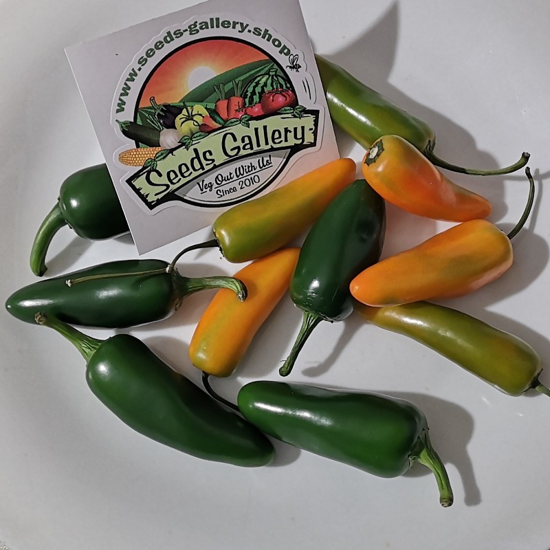 Prezzo: €1.65 - Semi Di Peperoncino 'Jalapeno M' (Capsicum annuum)