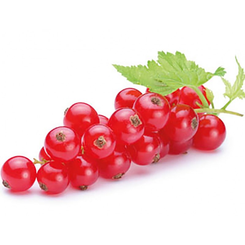 Prezzo: €1.95 - Semi di Ribes rosso (Ribes rubrum)