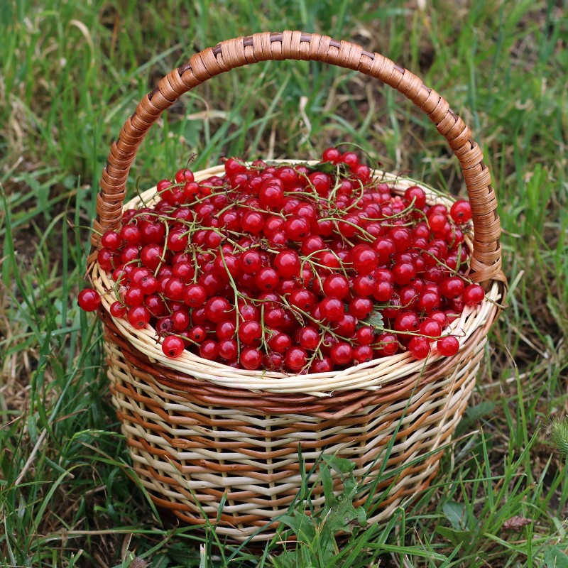 Seme Crvene Ribizle (Ribes rubrum) - Cena €1.95