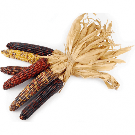 Mini Decorative Indian Corn Seeds - Price: €2.35