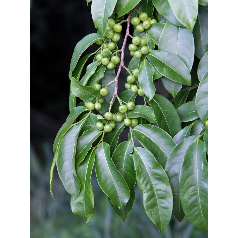 Bastard hogberry seeds (Margaritaria nobilis) - Price: €3.50