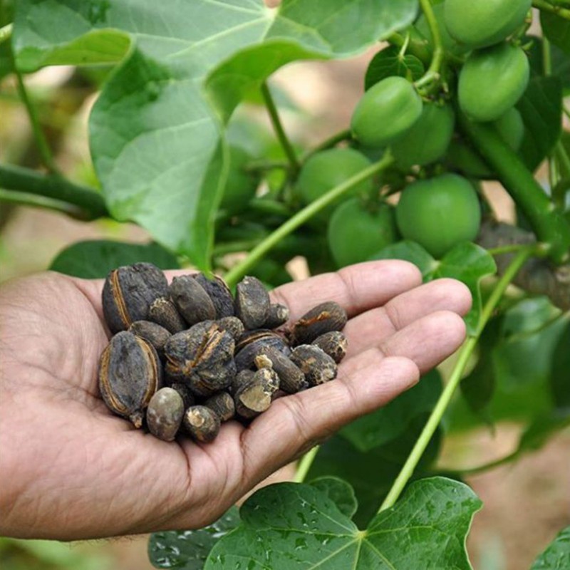 Physic nut, Barbados nut Seeds (Jatropha curcas) | €3.75 🌳🌼🌸🌿🌱🍉