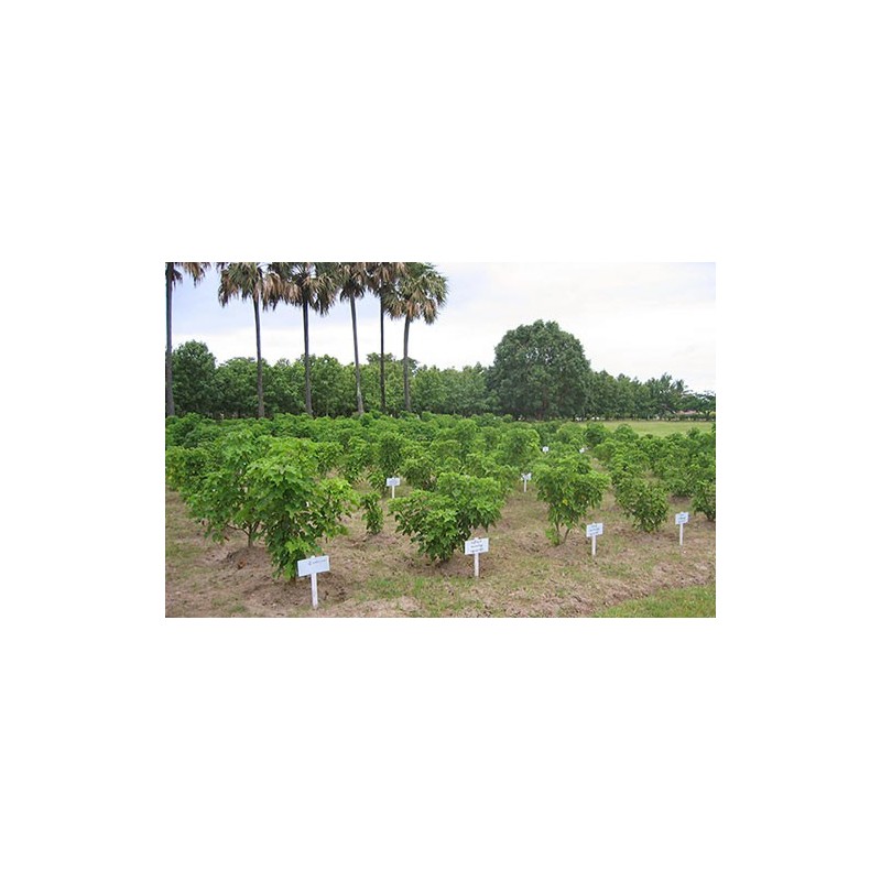 Physic nut, Barbados nut Seeds (Jatropha curcas) | €3.75 🌳🌼🌸🌿🌱🍉