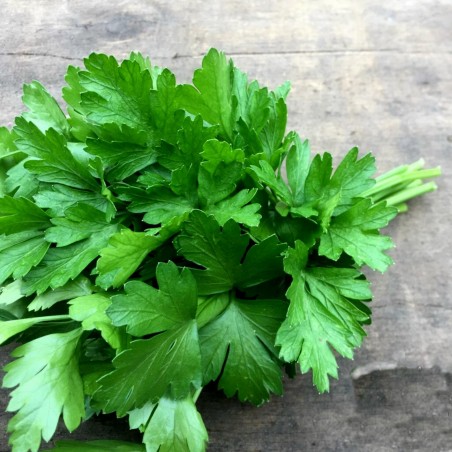 Semi (6.000) Di Prezzemolo Gigante Piatto (Petroselinum Crispum) | 8,00 ...
