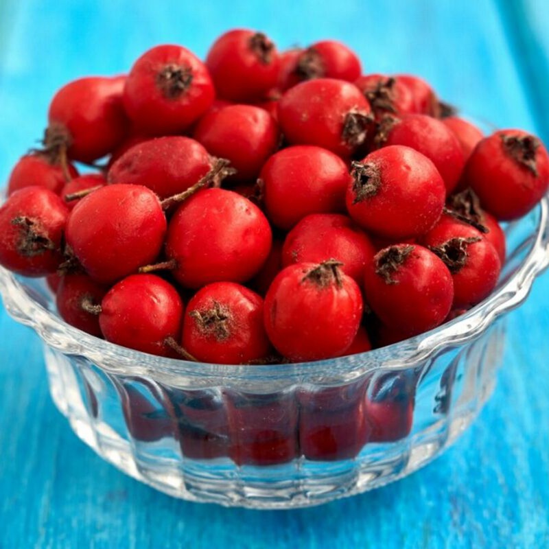 Price: €1.75 - Hawthorn, Thornapple, May-tree Seeds (Crataegus)