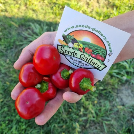 Graines de Piment Grande Cerise Rouge