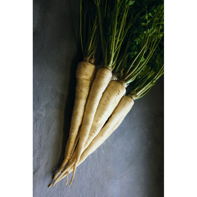 Root Parsley Medium long Seeds dual use - Price: €1.95