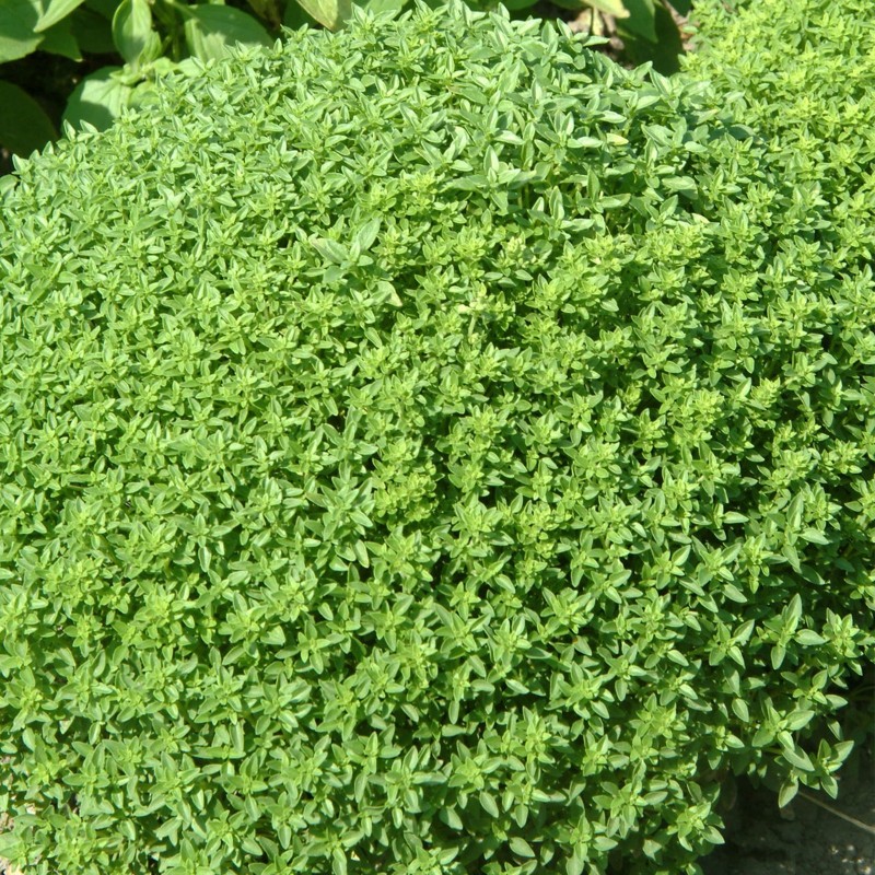 Prix : €1.45 - Graines de Grec Basilic - Nain (Ocimum minimum)