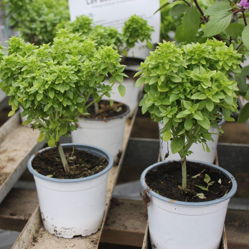 Graines de Grec Basilic - Nain (Ocimum minimum) - Prix: €1.45