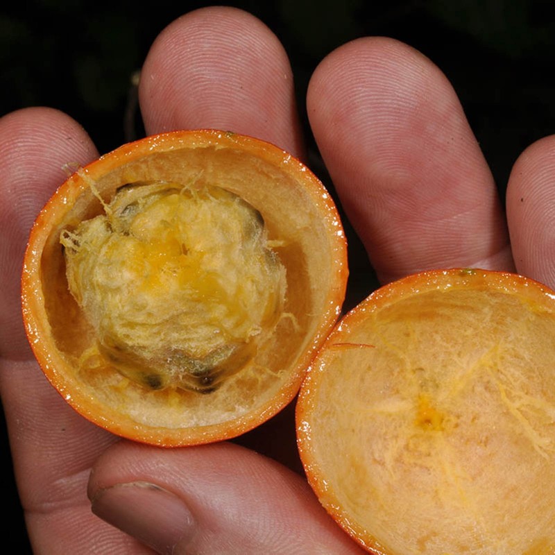 Japanese snake gourd seeds (Trichosanthes pilosa) | €2.45 🌳🌼🌸🌿🌱🍉