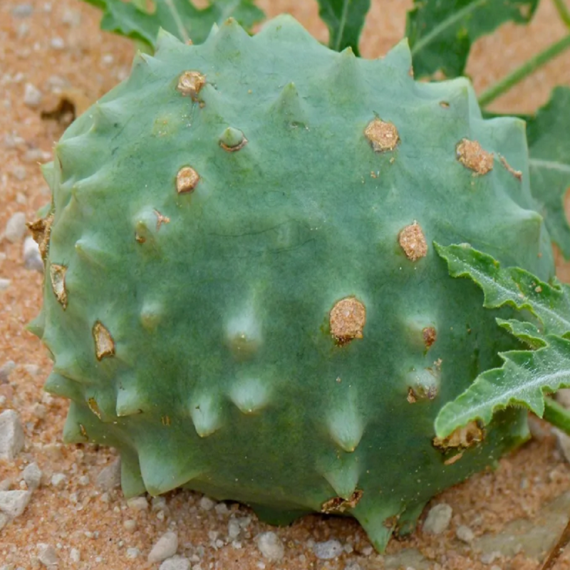Seme Africke dinje (Acanthosicios naudinianus)