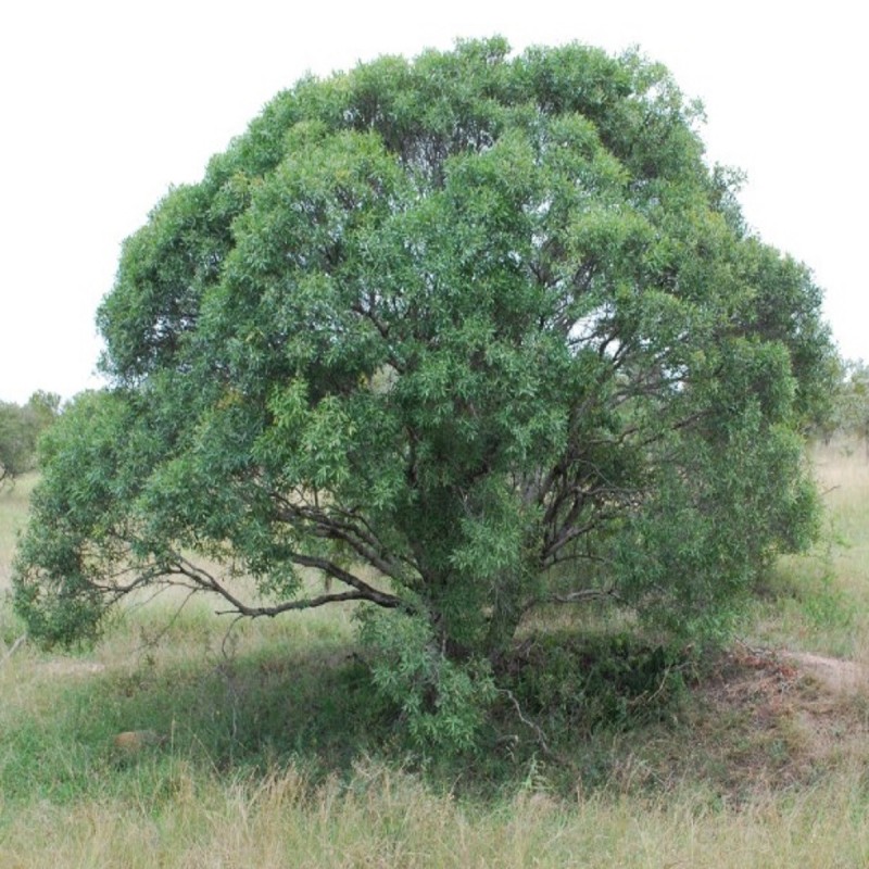 Prijs: €2.45 - Diamantbladzaden (Euclea divinorum)