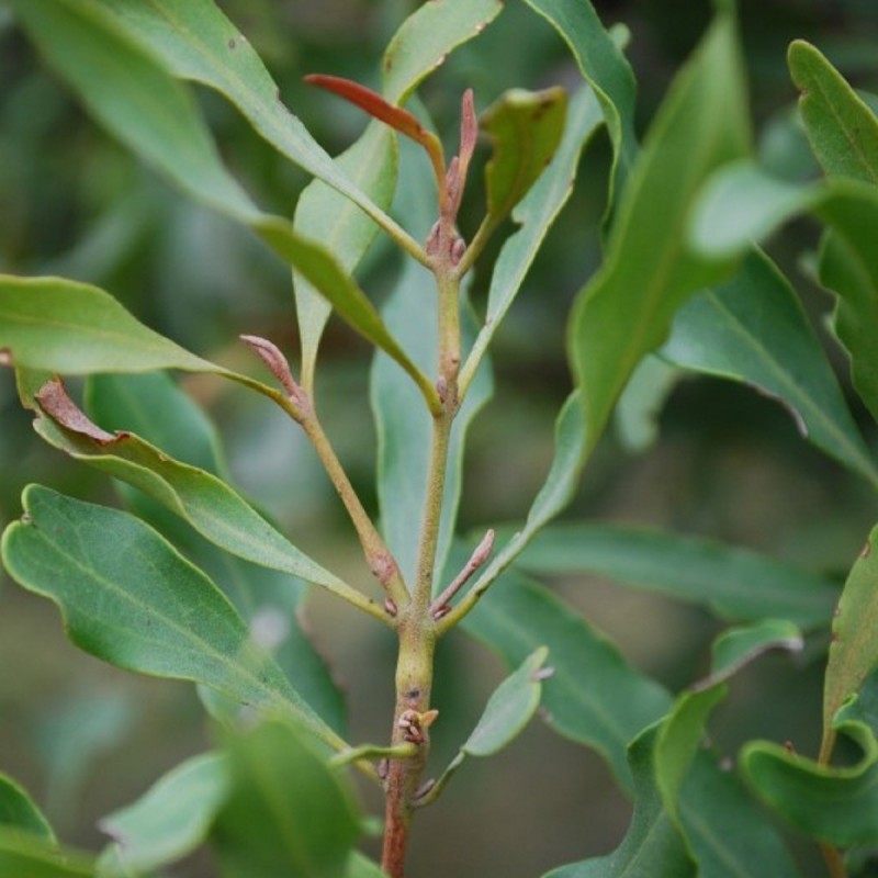 Prijs: €2.45 - Diamantbladzaden (Euclea divinorum)