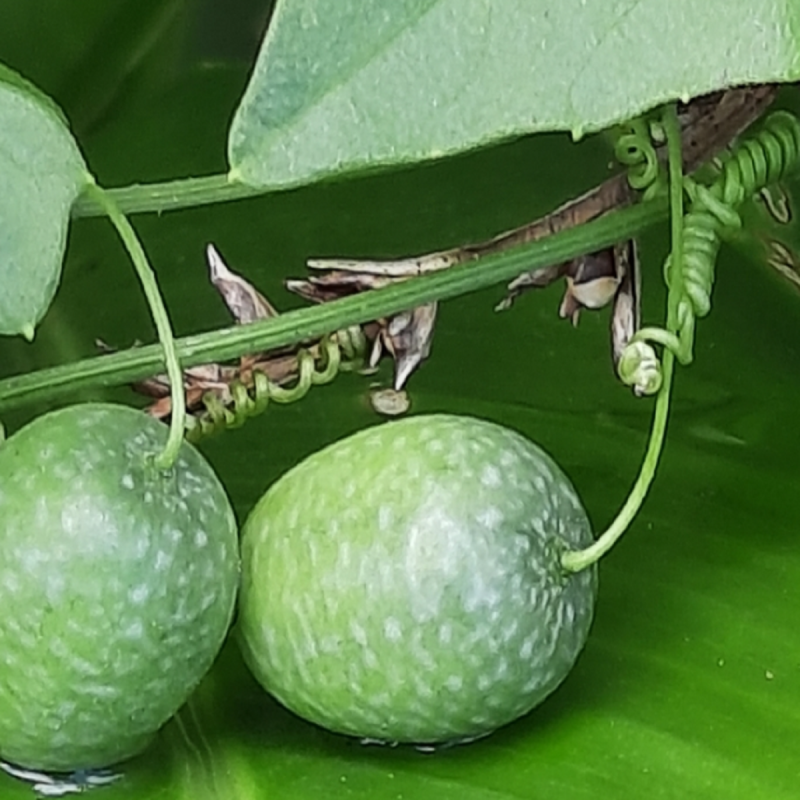 Graines de Concombre de Guadeloupe (Melothria pendula)