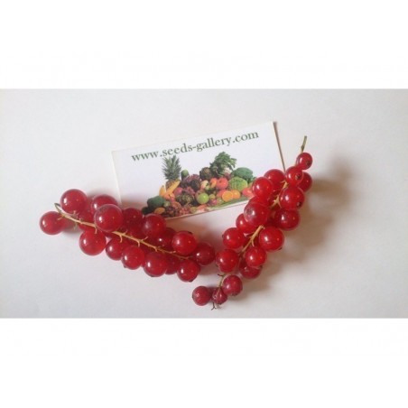 Semi di Ribes rosso (Ribes rubrum) - Prezzo €1.95