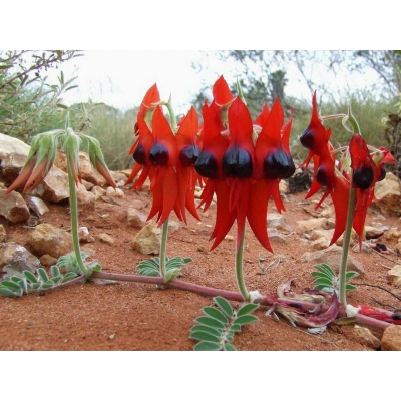 Sturt's Desert Pea Seeds (Swainsona formosa) | €1.95 🌳🌼🌸🌿🌱