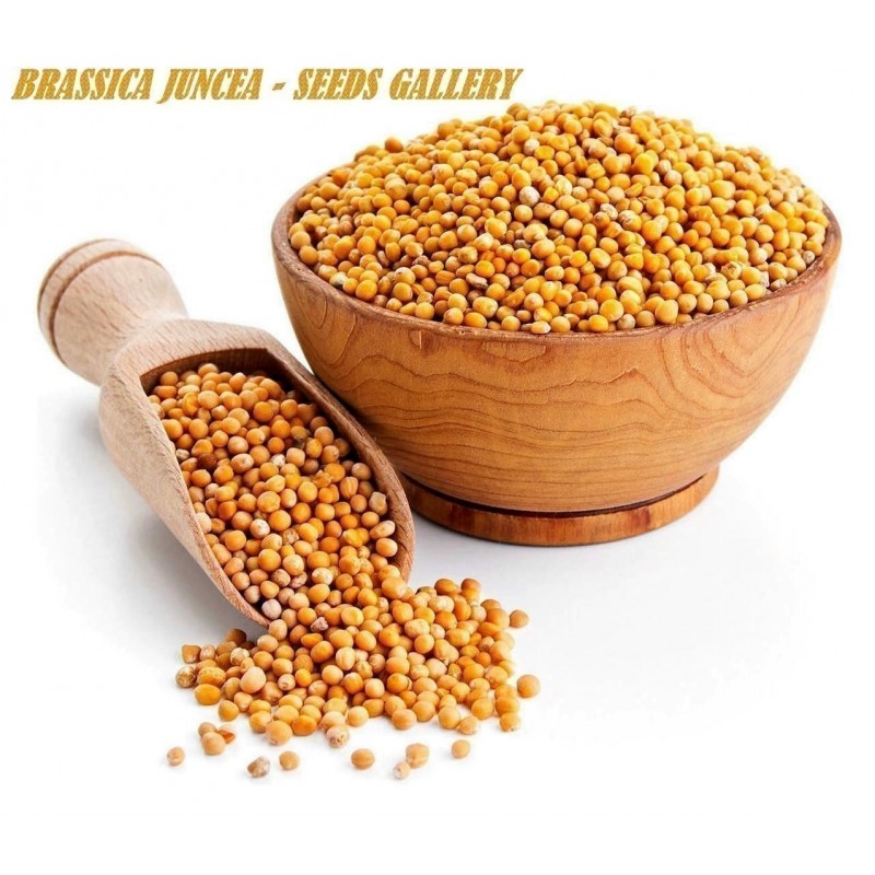 Semi di Senape Indiana (Brassica juncea) - Prezzo €1.35