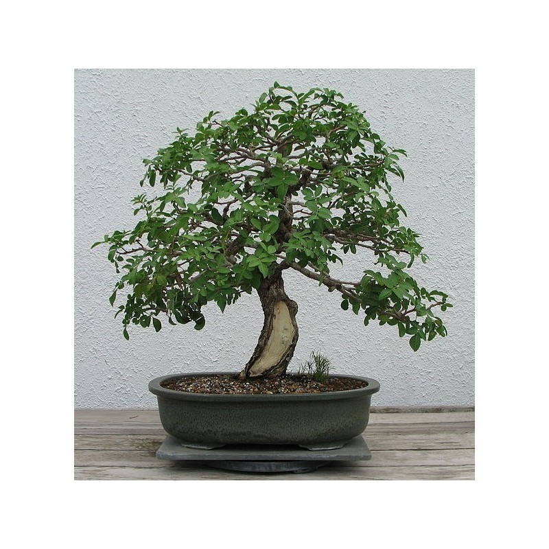 Brazilian pepper Seeds | €2.50 🌳🌼🌸🌿🌱🍉