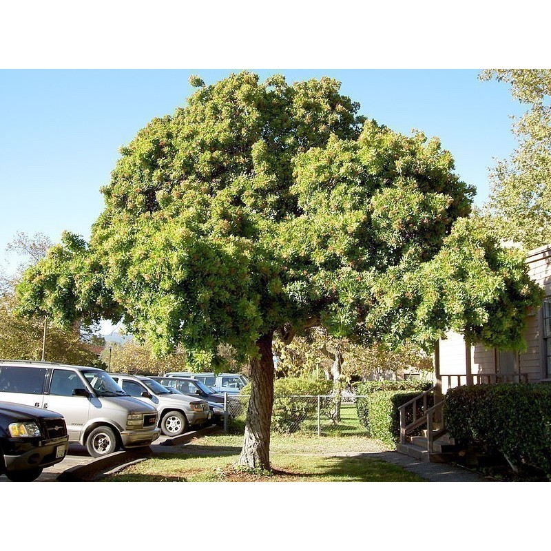 Brazilian pepper Seeds | €2.50 🌳🌼🌸🌿🌱🍉