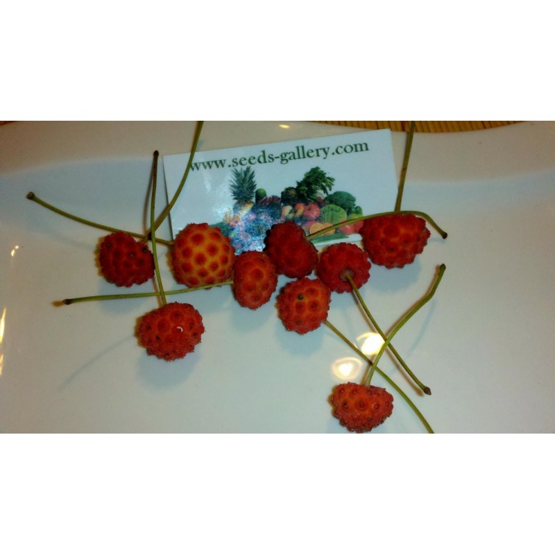 Japanski - Kineski dren seme (Cornus kousa) - Cena €1.95