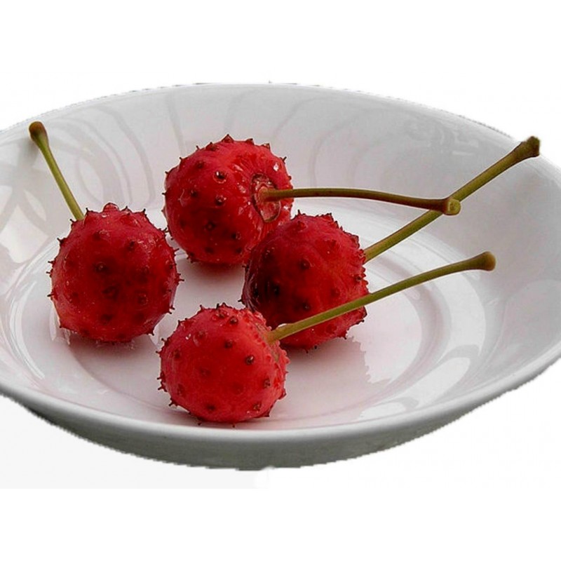 Japanski - Kineski dren seme (Cornus kousa) - Cena €1.95