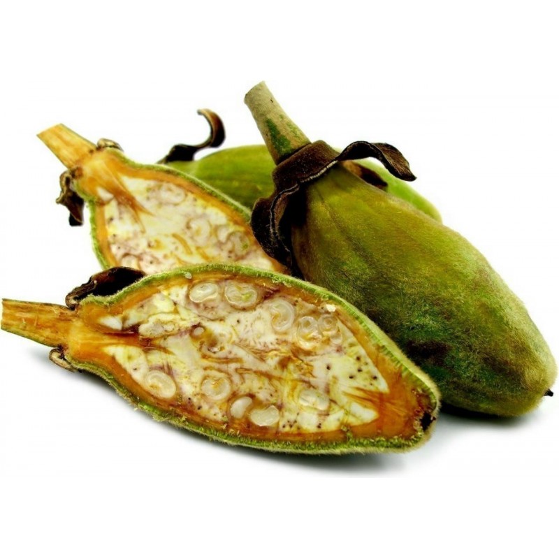 Baobab Seeds (Adonsonia digitata) | €1.95 🌳🌼🌸🌿🌱🍉
