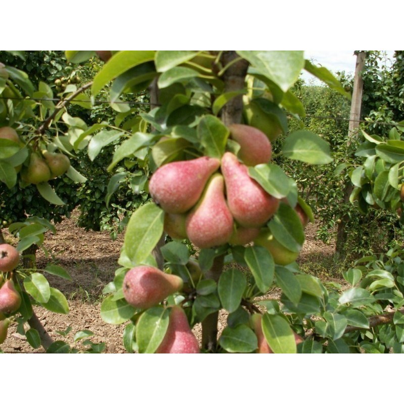 Semi di pera San Giovanni (Pyrus Communis Giugno) - Prezzo €1.55