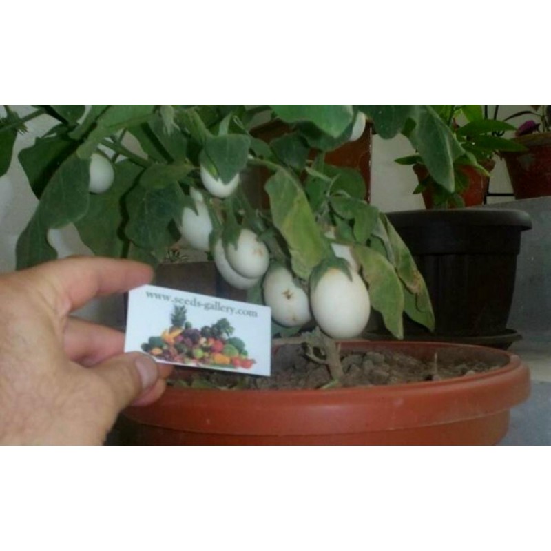 Eierbaum Samen (Solanum melongena) - Preis €1.85