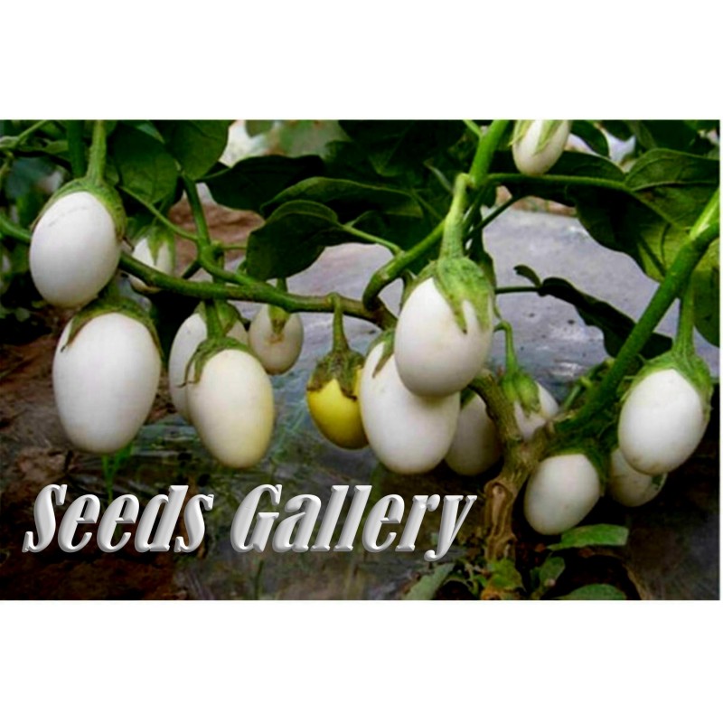 Eierbaum Samen (Solanum melongena) - Preis €1.85