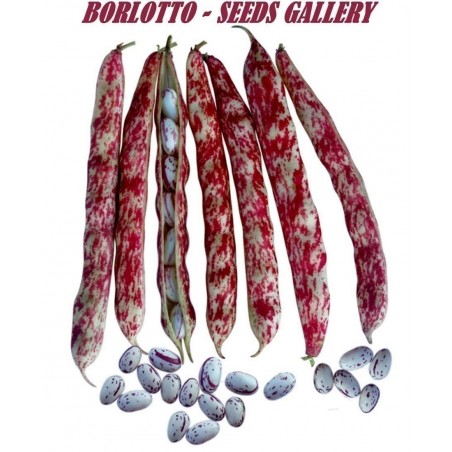 Seme niskog pasulja Lingua Di Fuoco Nano | 1,95 € 🌳🌼🌸🌿🌱