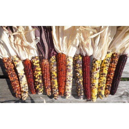 Price: €2.35 - Mini Decorative Indian Corn Seeds