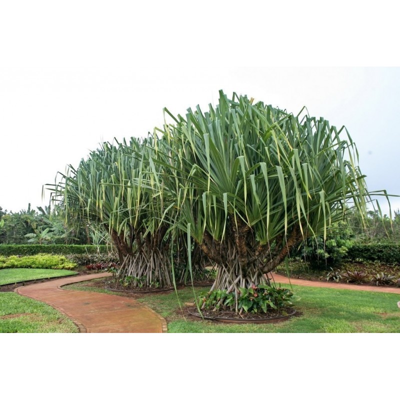 Semillas de Hala, Bacua, Vacquois - Precio: €2.95