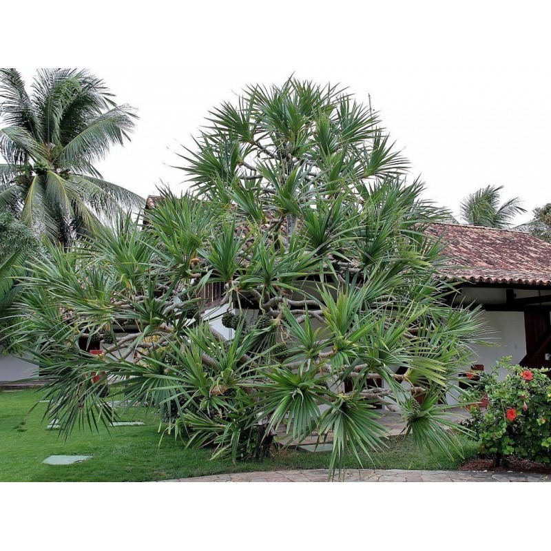 Prix : €2.95 - Graines de fruit de l'Hala (Pandanus tectorius)