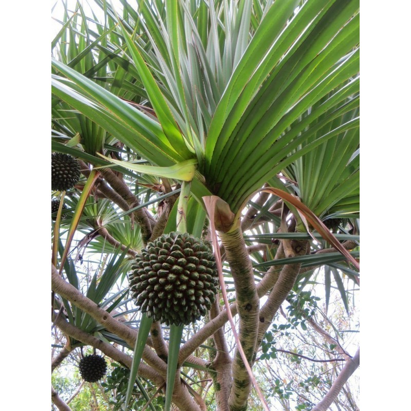 Semillas de Hala, Bacua, Vacquois - Precio: €2.95