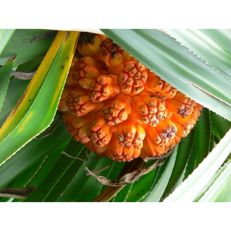 Semillas de Hala, Bacua, Vacquois - Precio: €2.95