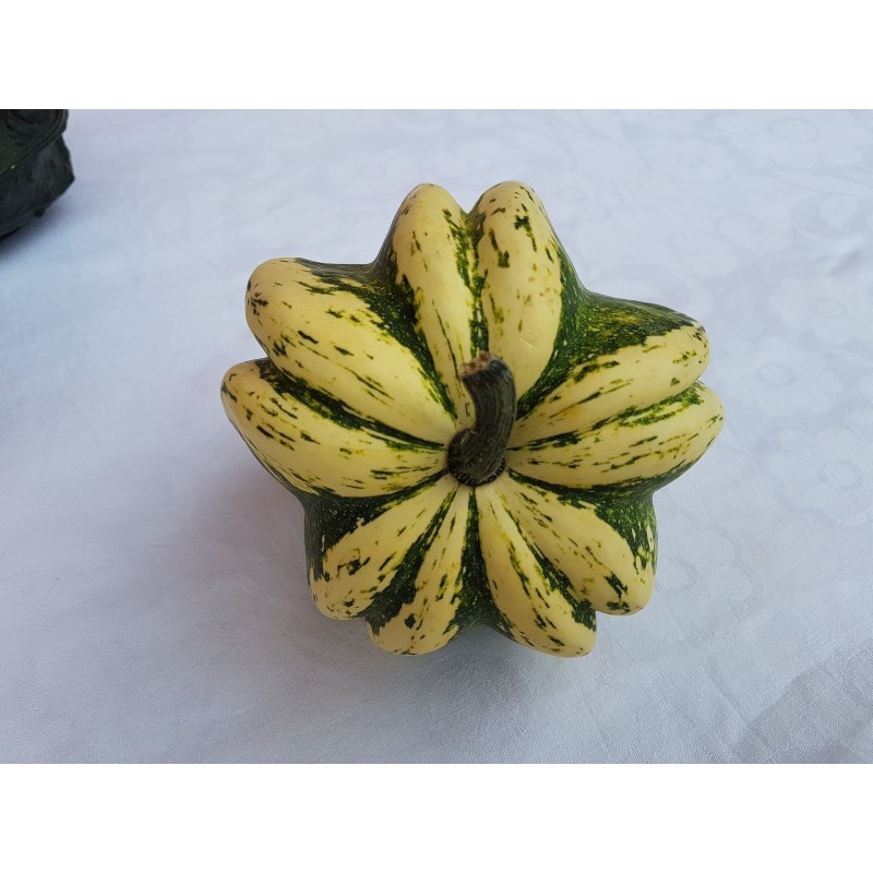 Ornamental gourd Seeds DAISY - Price: €2.05