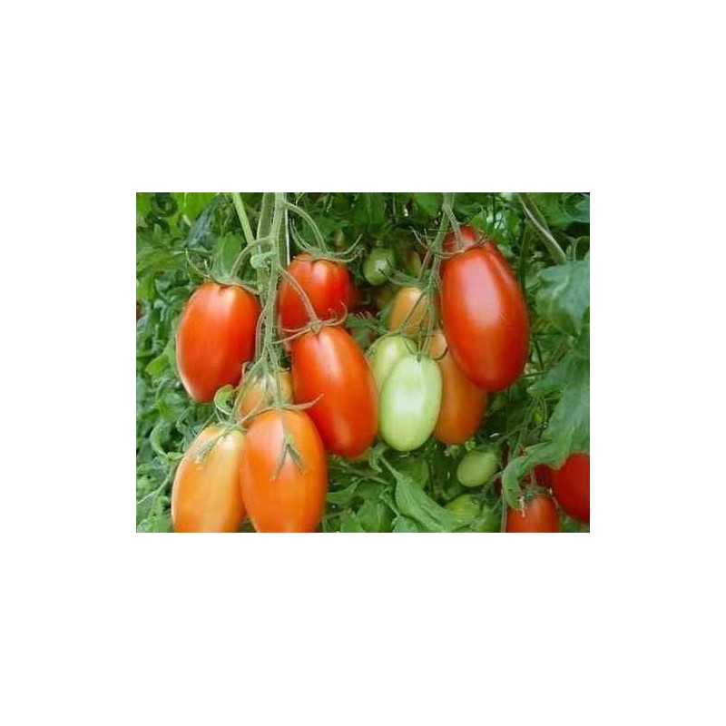Tomato Seeds Rio Grande - Ціна: €1.55