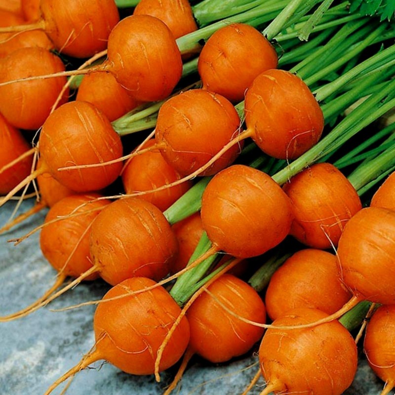 Carrot Seeds Parisian - Paris Market | €1.95 🌳🌼🌸🌿🌱🍉