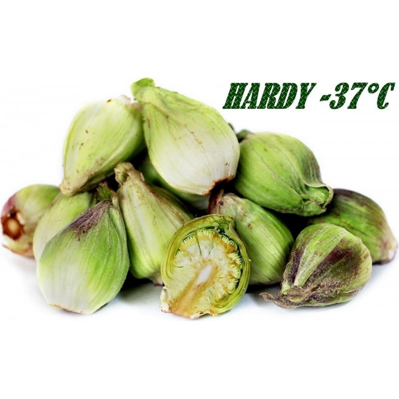 Cena: €1.75 – Lopuh – Repuh Seme – cudotvorni lek