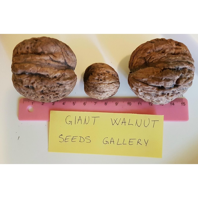Price: €15.00 - GIANT WALNUT Seeds (Juglans regia)