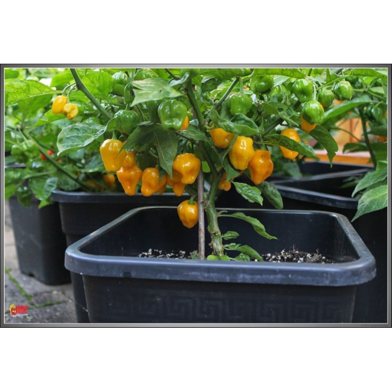 Price: €2.45 - Trinidad Perfume Chili Pepper Seeds
