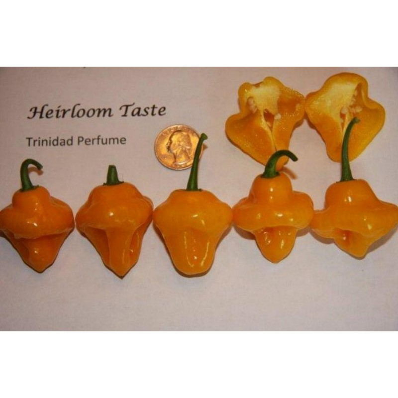 Price: €2.45 - Trinidad Perfume Chili Pepper Seeds