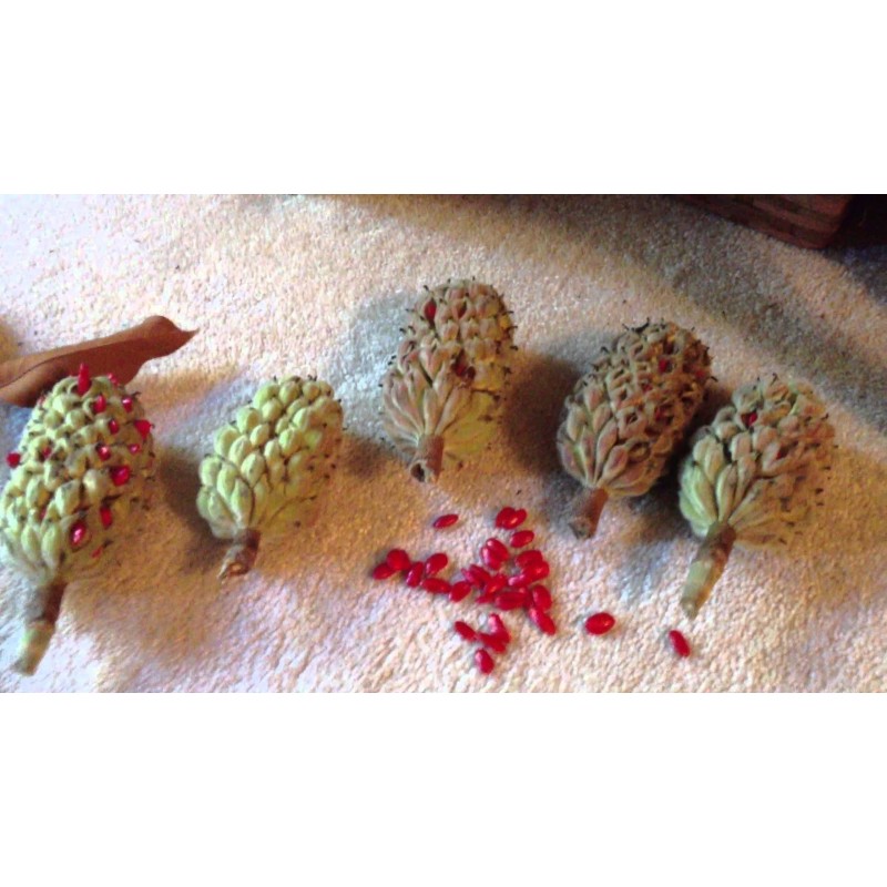 Southern Magnolia - Bull Bay Seeds | €3.00 🌳🌼🌸🌿🌱🍉